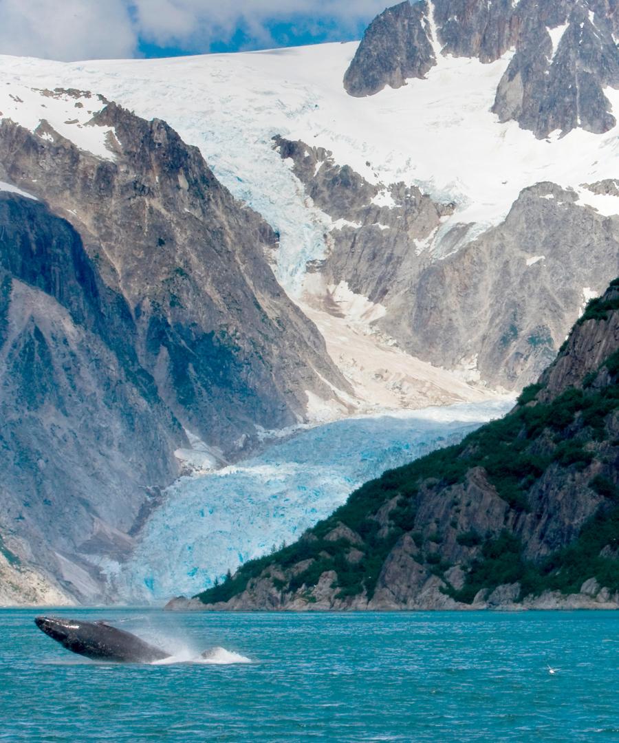 Rejser til Alaska - En fascinerende naturrejse i USA